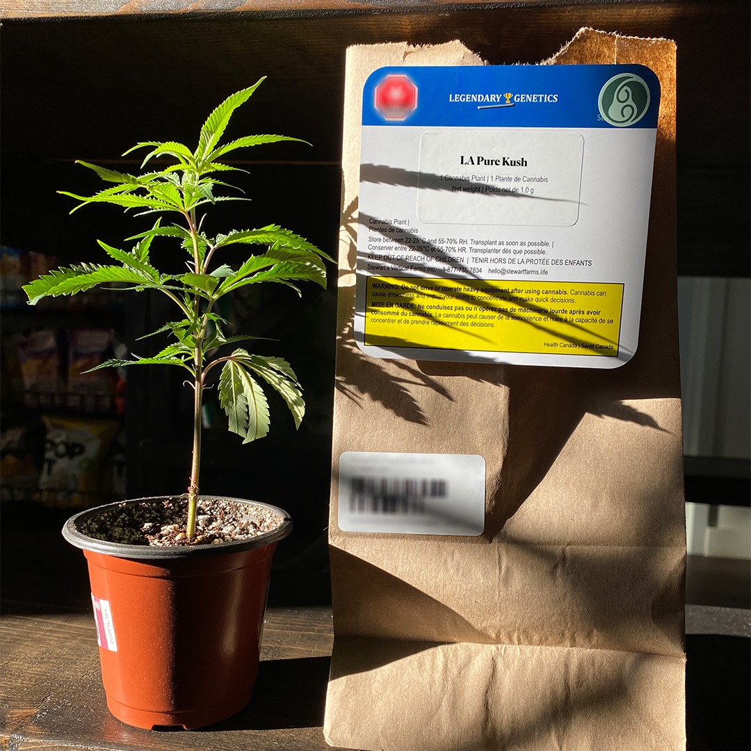 A Guide to Growing Cannabis from Clones - Stewart Farms